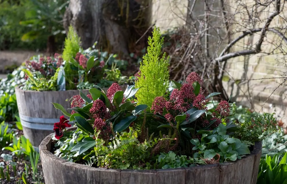 How to Care for Your Winter Container Garden